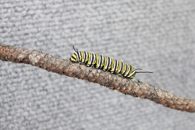 Learning about Monarch Caterpillars - Little Lifelong Learners