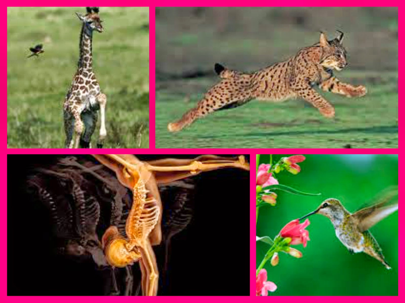 Ciencias Naturales-Biología: Organización específica