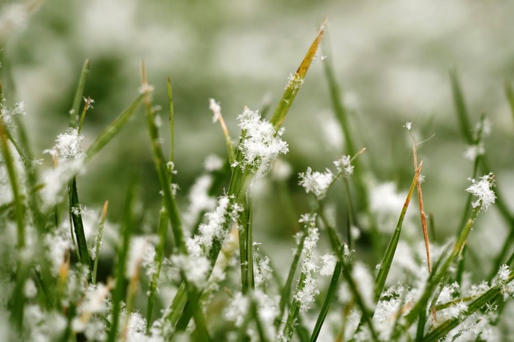Steeplechase Turf Blog Seasonal Lawn Care Tips For The Winter steeplechase-turf-blog-seasonal-lawn-care-tips-for-the-winter