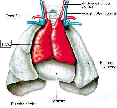 Timo | Farmácia Diária