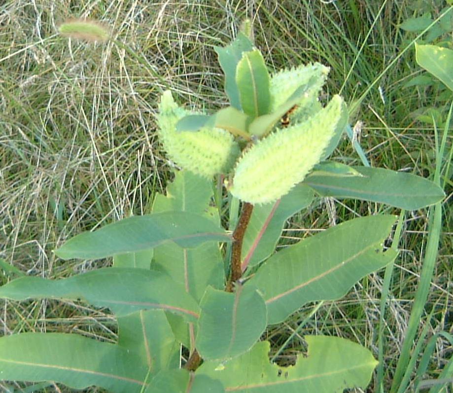 Plant Identification plant-identification