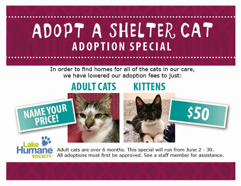 Lake Humane Society: Adopt A Shelter Cat Adoption Special Lake Humane Society: Adopt A Shelter Cat Adoption Special