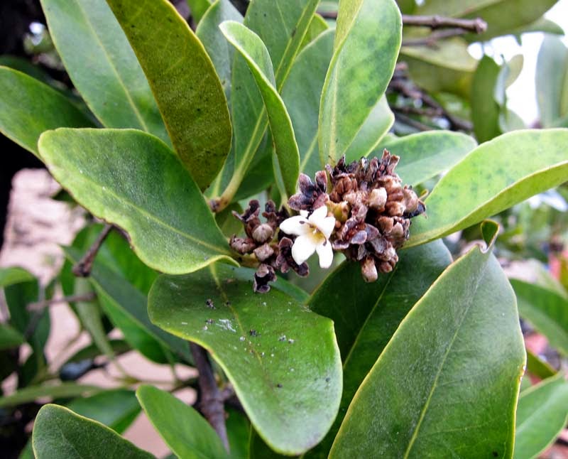 HUMEDALES,CYPERACEAS,POACEAS,ET AL PR: AVICENIA GERMINANS MANGLE PRIETO