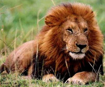 Animals Plants Rainforest: African Lion Facts