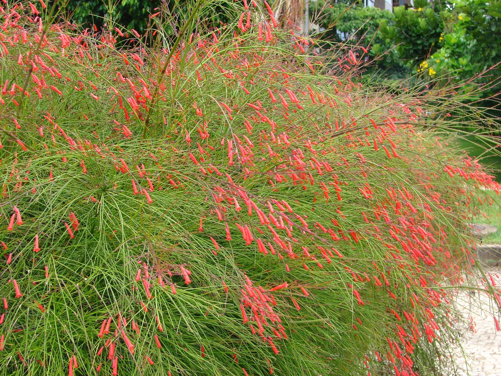 Всё о бегониях и не только...: Русселия / Коралловое растение (Russelia)