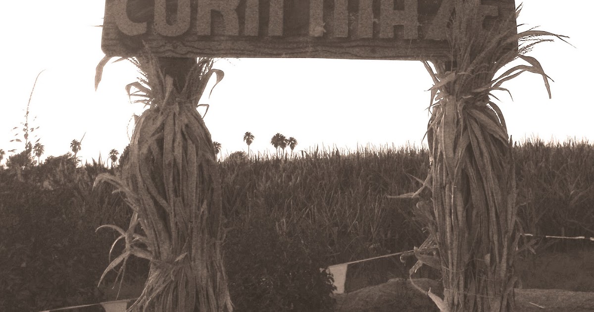 Hidden in the Corn Maze