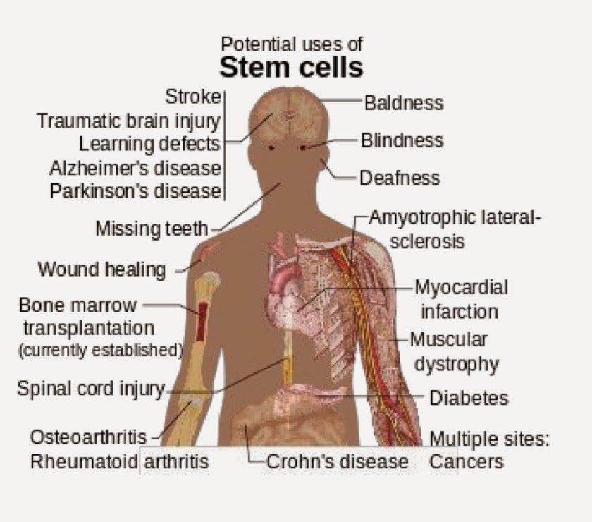 IndianActuary Genetics Stem Cells And Life Expectancy indianactuary-genetics-stem-cells-and-life-expectancy