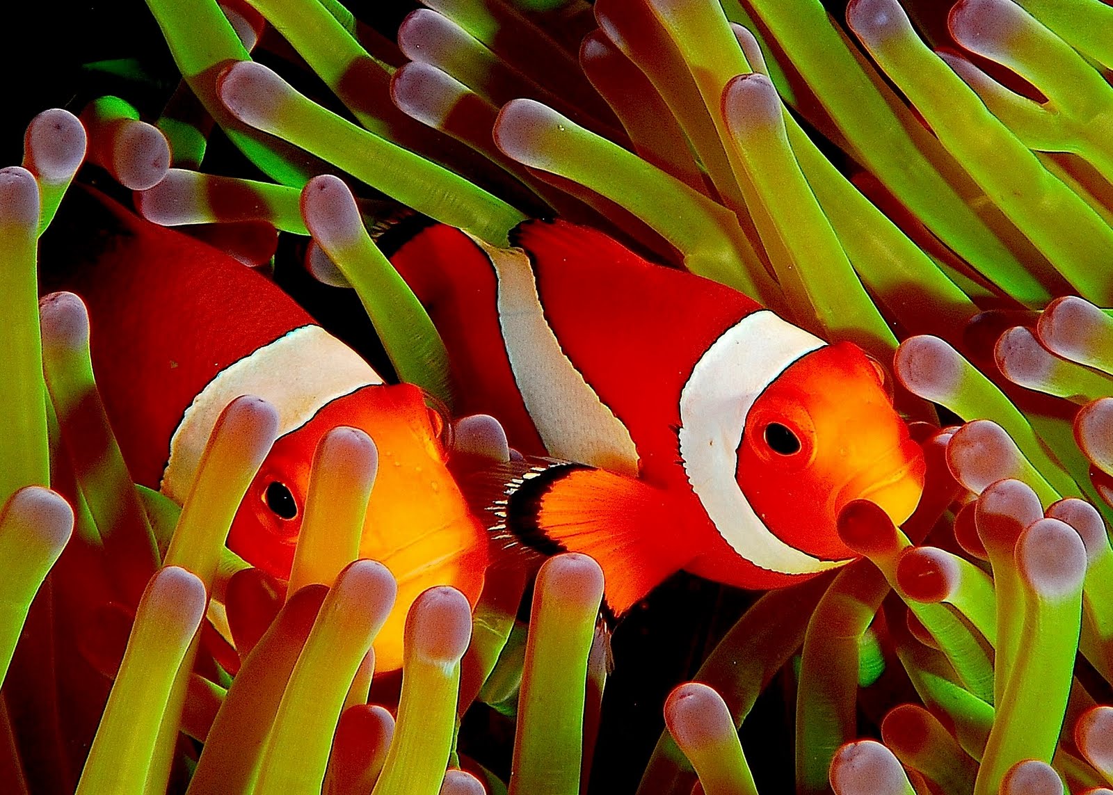 BANCO DE IMÁGENES GRATIS: Peces payaso entre los arrecifes de colores - Clownfish