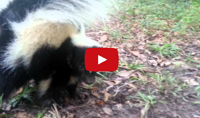 Adorable Skunk Attack