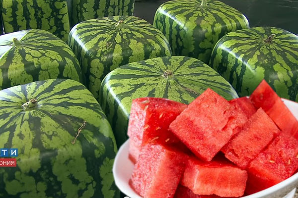 Refreshing Square watermelons in Japan | TV SANSAR | EN