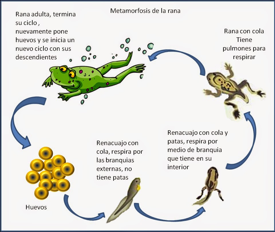 ZIZUR - CIENCIAS DE LA NATURALEZA 2º ESO: CICLO VITAL ZIZUR - CIENCIAS DE LA NATURALEZA 2º ESO: CICLO VITAL