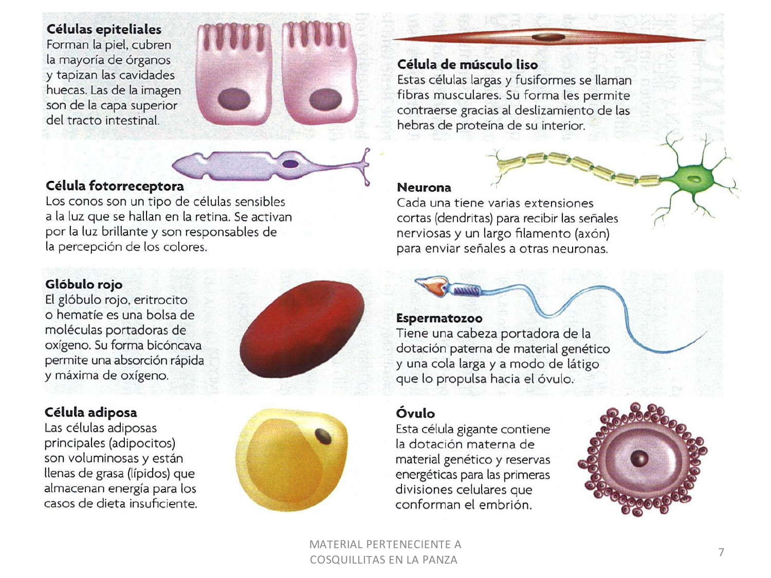 La célula para niños de primaria - Imagui La célula para niños de primaria - Imagui