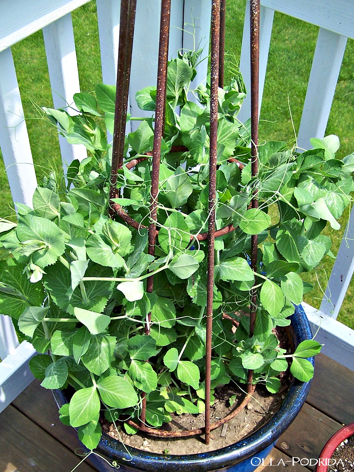 Olla Podrida Container Gardening How To Grow Peas olla-podrida-container-gardening-how-to-grow-peas