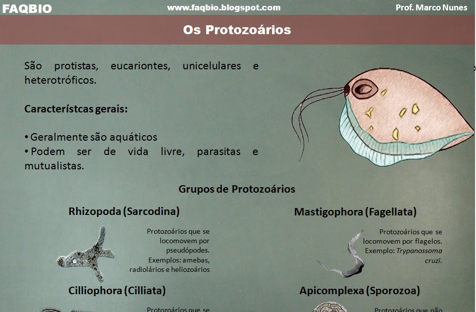 FAQBIO - Apoio ao Estudo de Biologia: Ficha Resumo – Os protozoários