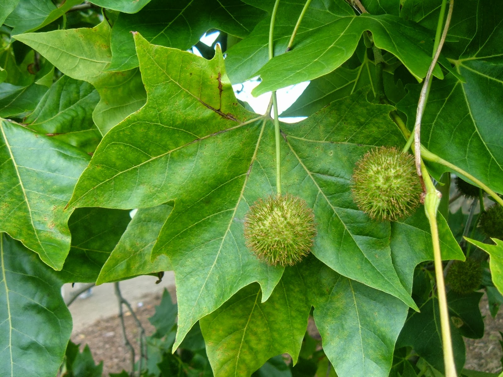 Trees Planet: Platanus × hispanica – P. × acerifolia – London Plane Trees Planet: Platanus × hispanica – P. × acerifolia – London Plane