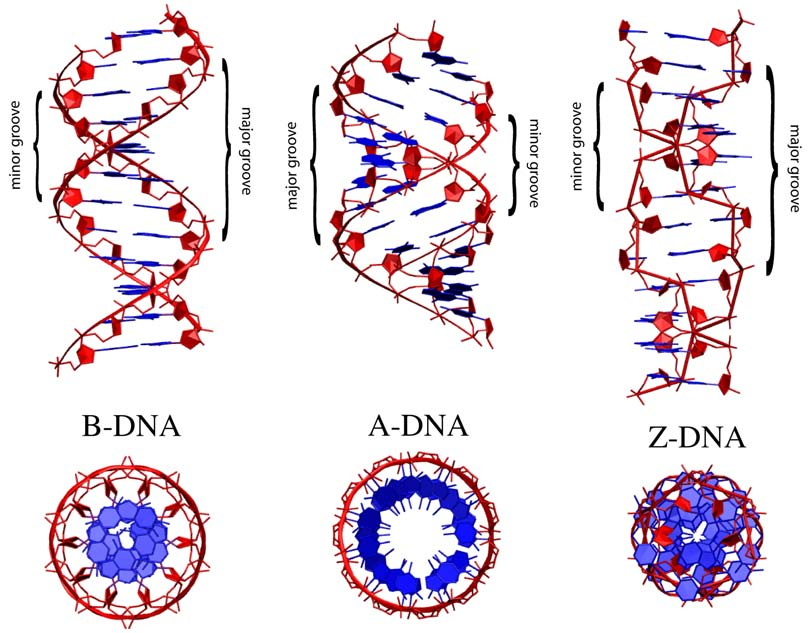Palabras: Estructura del ADN