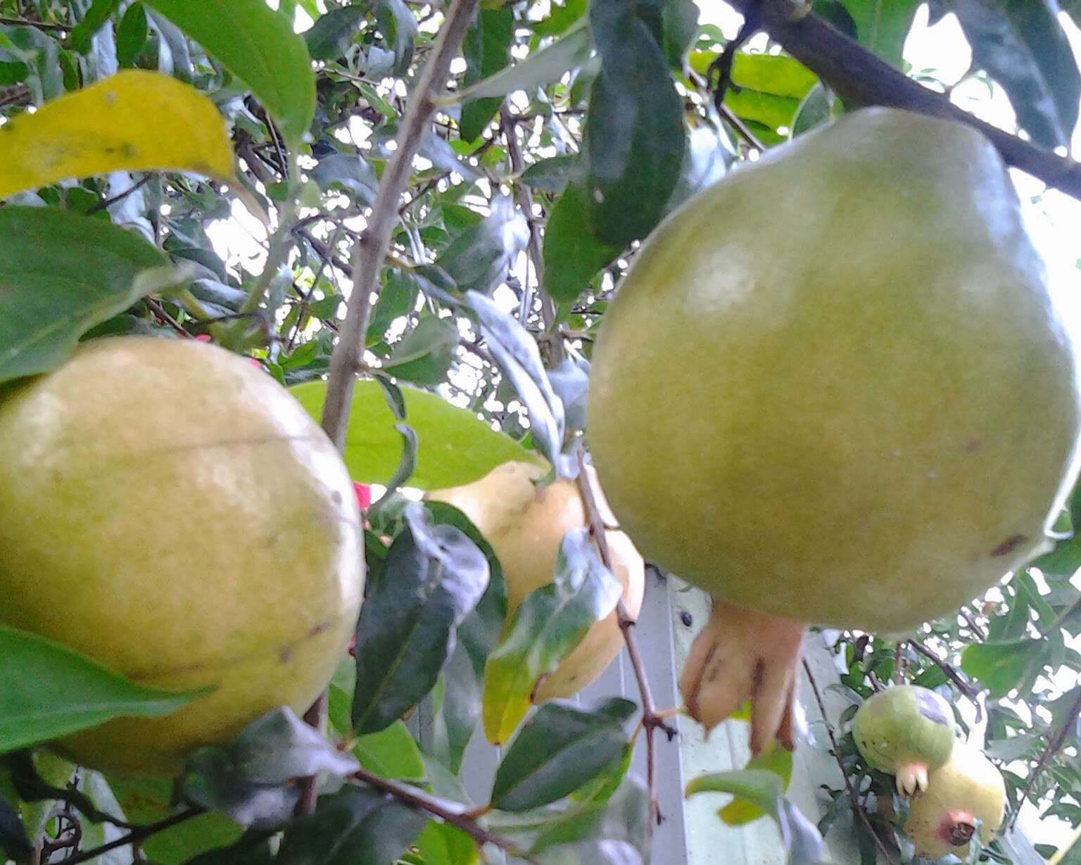 Caraka Purwo Wibisono: Mengenal manfaat dan khasiat buah delima putih
