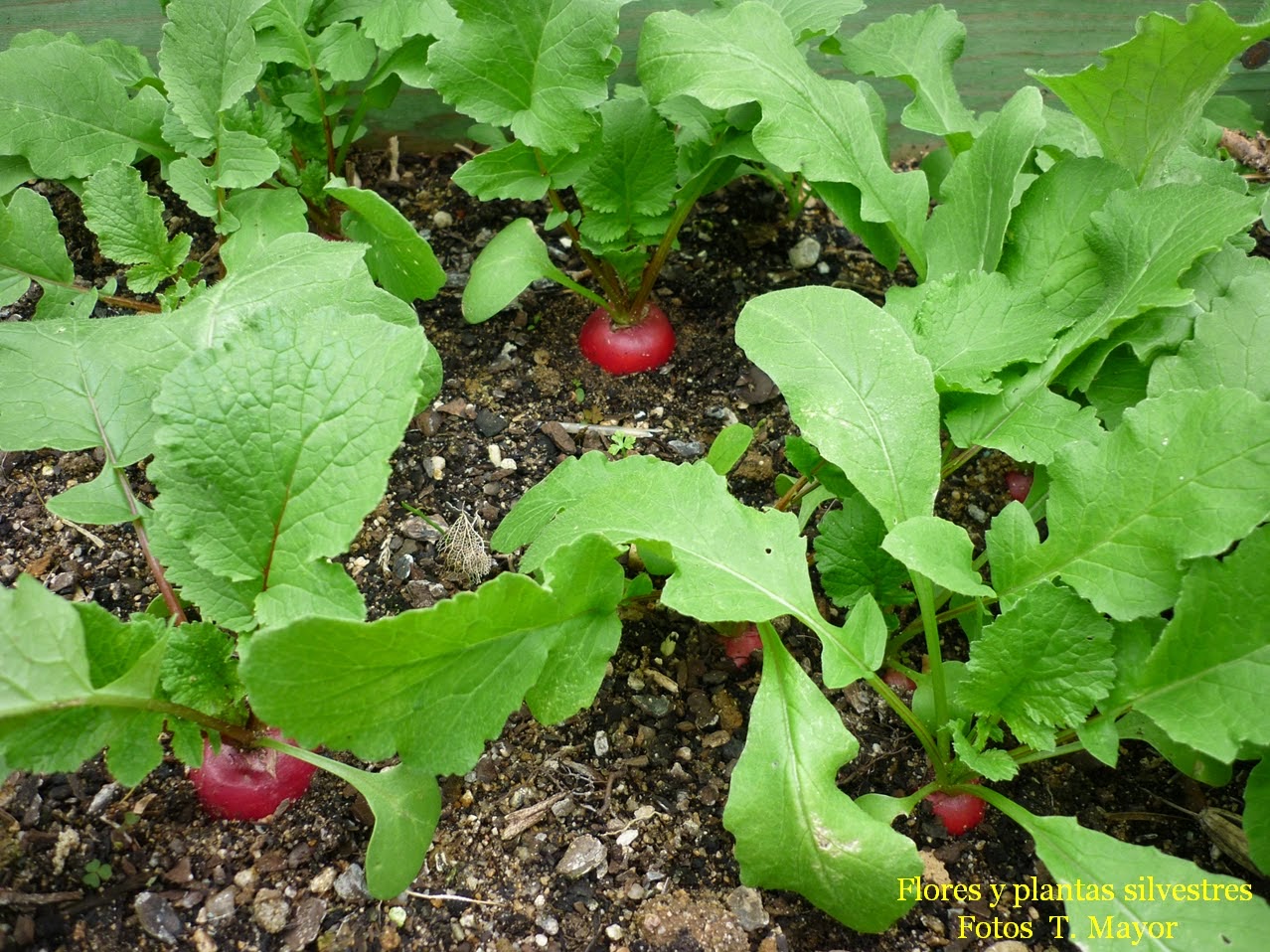 Flores y plantas silvestres: " Raphanus sativus ". Rábano, Rabanillo, Rabanito, Nabo chino.