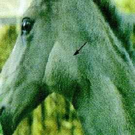 EQUINOS: ADENITIS EQUINA