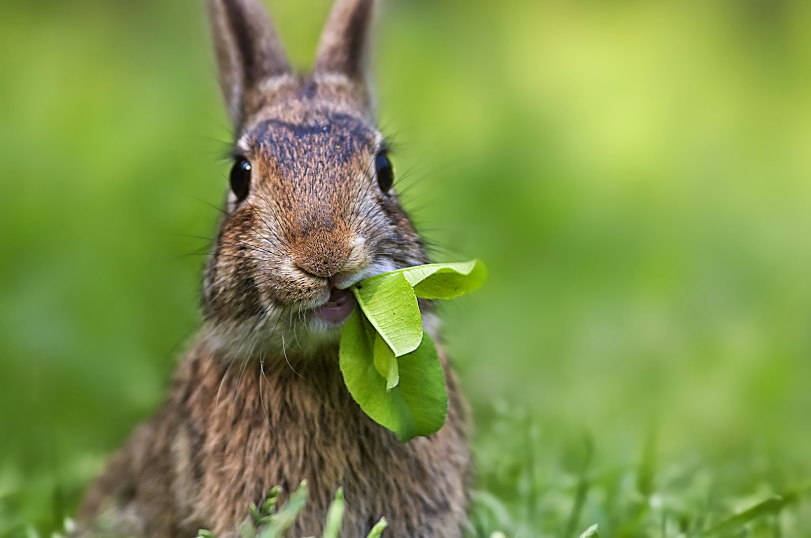 Cosas de niños para la escuela: CLASIFICACIÓN DE LOS ANIMALES POR SU ...