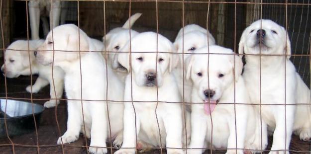 Where To Buy A Dog How To Find A Dog Buy A Dog Buy Dog Buying where-to-buy-a-dog-how-to-find-a-dog-buy-a-dog-buy-dog-buying
