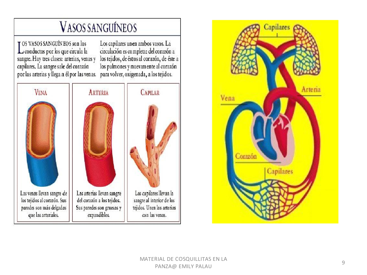 Dibujos didacticos de los sistemas del cuerpo humano - Imagui Dibujos didacticos de los sistemas del cuerpo humano - Imagui