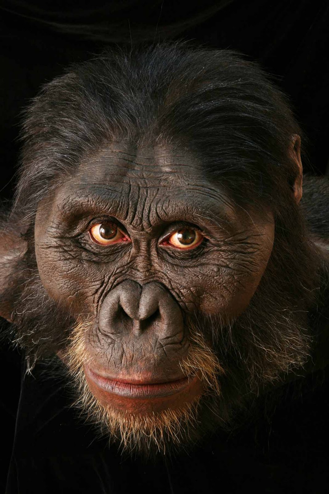 1ºBach B: AUSTRALOPITHECUS 1ºBach B: AUSTRALOPITHECUS