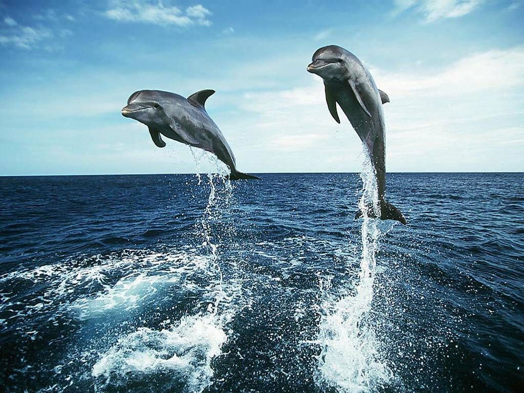 Fondos de pantalla delfines HD - Imagui