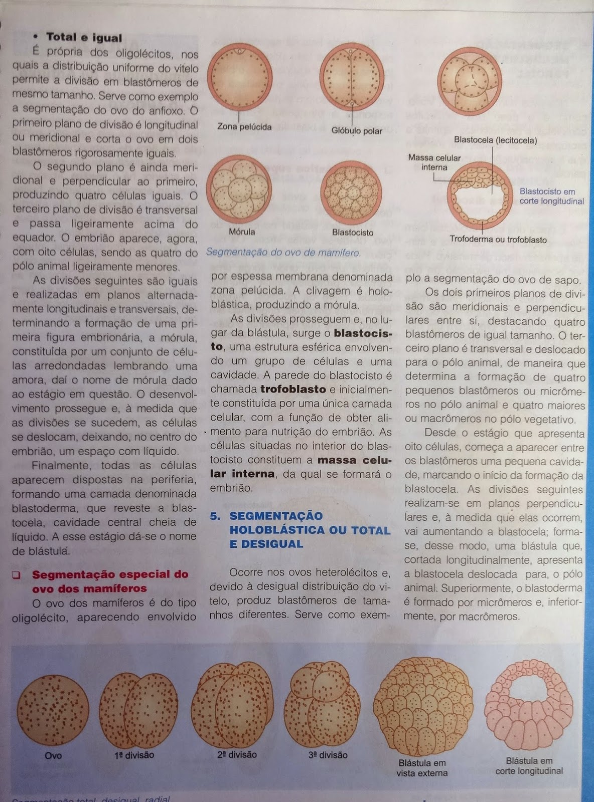 Tipos de Ovos e Clivagem Tipos de Ovos e Clivagem