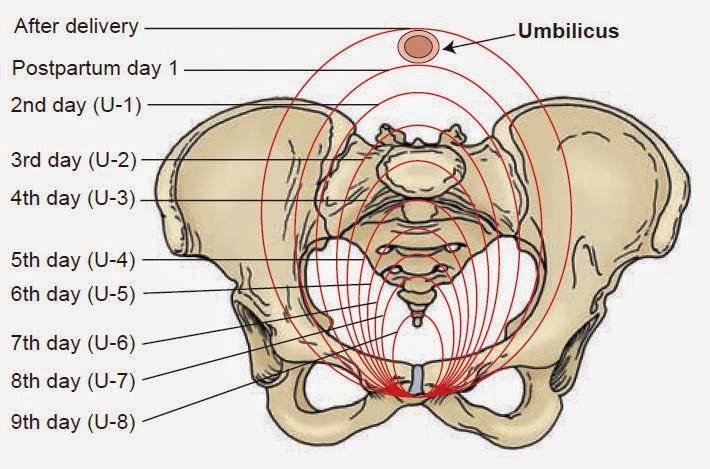 Involution of the Uterus ~ Nursing