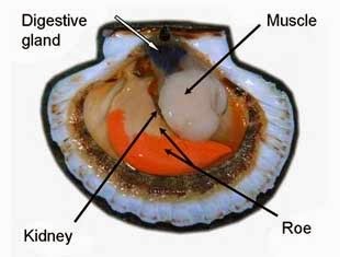 Scallops Bivalves