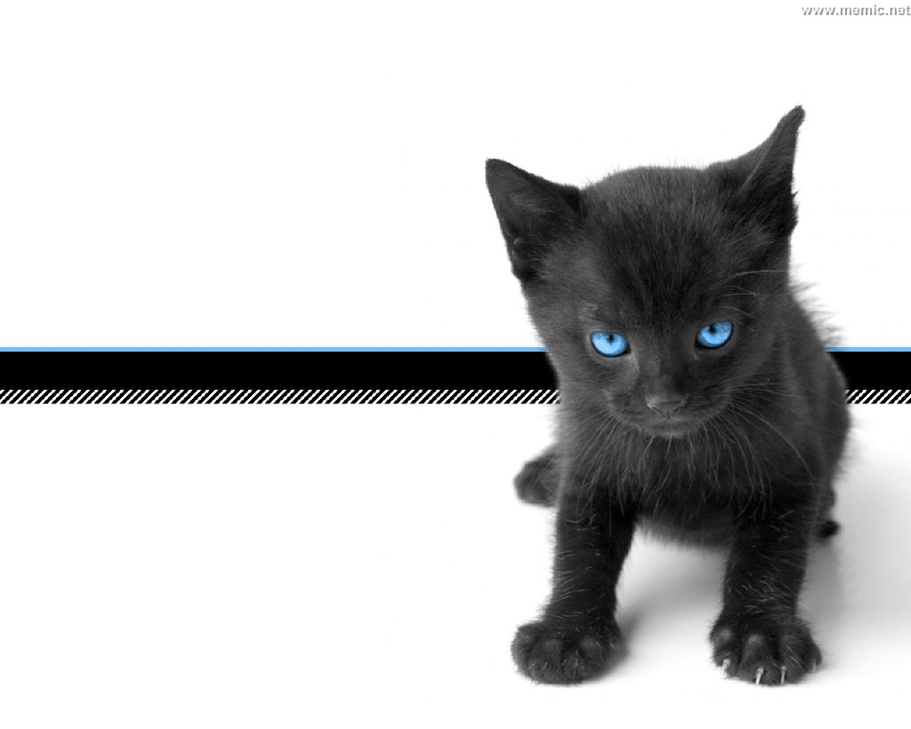ASSOCIAZIONE ITALIANA DIFESA ANIMALI ED AMBIENTE: IL GATTO NERO TORNA ... ASSOCIAZIONE ITALIANA DIFESA ANIMALI ED AMBIENTE: IL GATTO NERO TORNA ...
