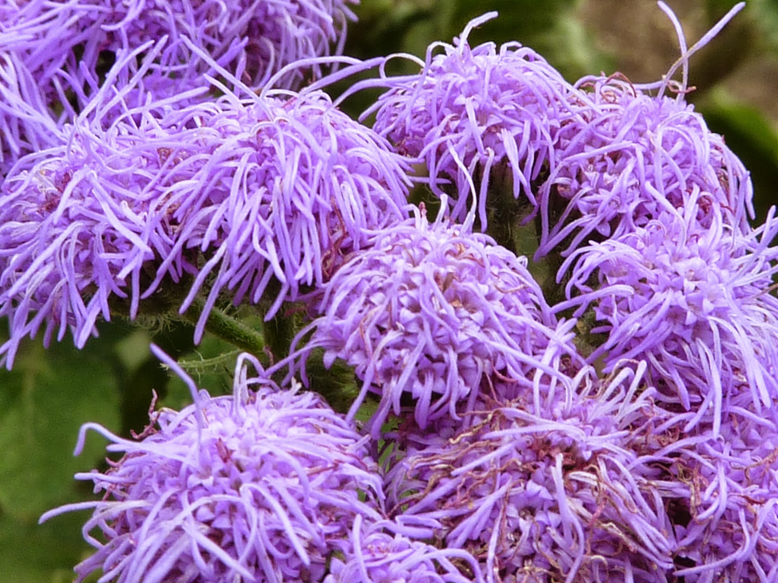Flower Homes: Floss Flowers