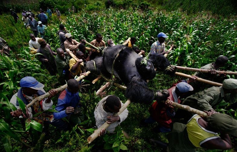 Greg Doctor('s photographs): Infuential Photographer - Brent Stirton Greg Doctor('s photographs): Infuential Photographer - Brent Stirton
