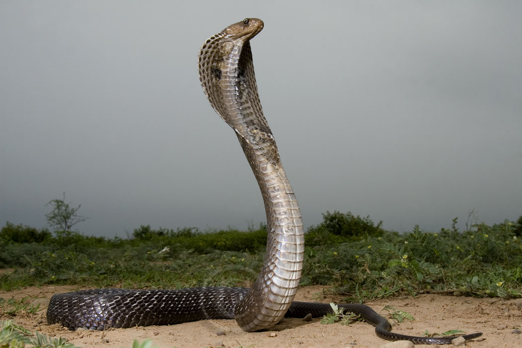 Animals World Amazing Cobra Snake animals-world-amazing-cobra-snake