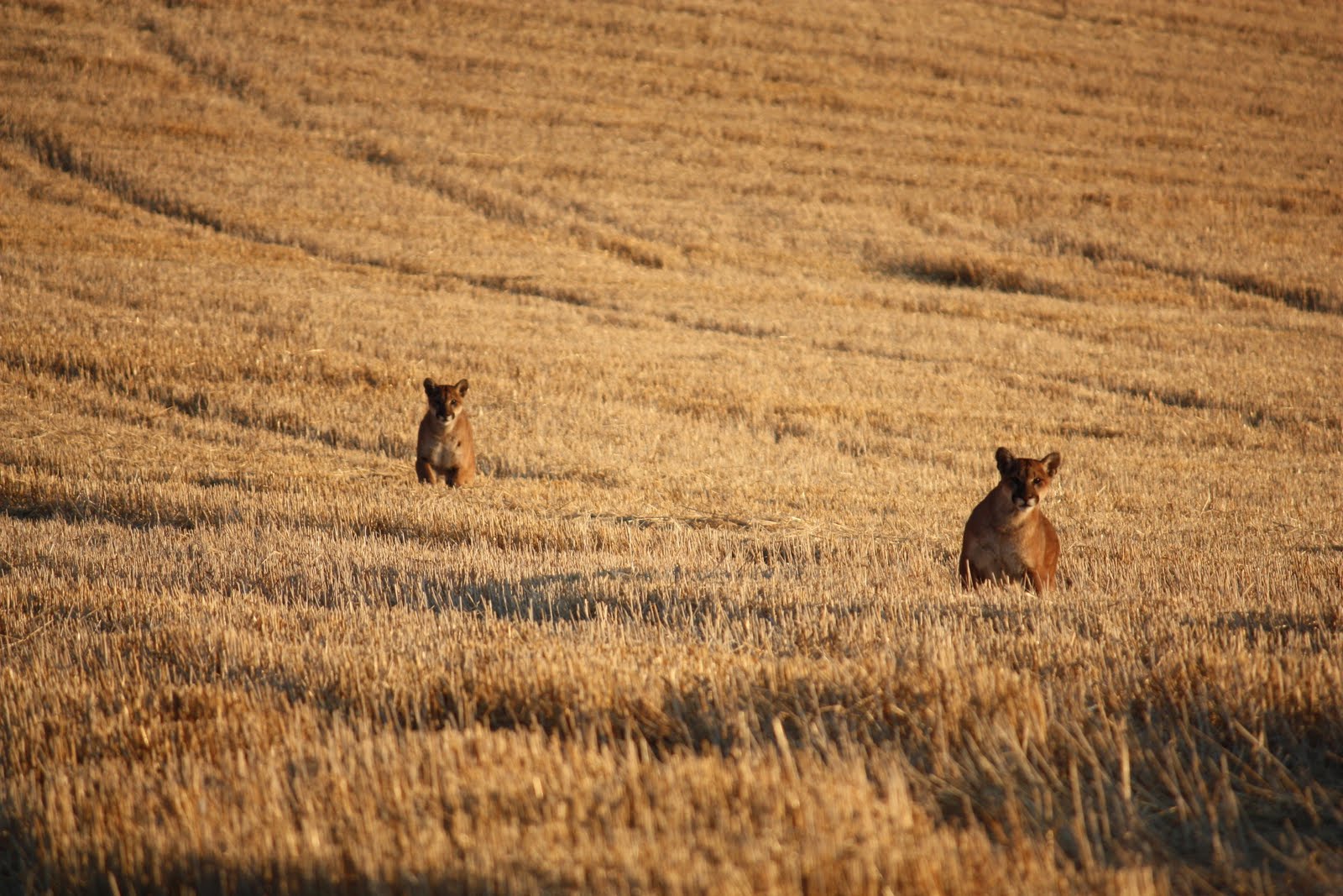 Walla Walla Valley Daily Photo: Cougar Sighting Walla Walla Valley Daily Photo: Cougar Sighting