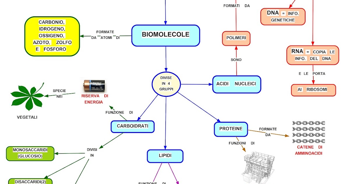 Mappa Concettuale Su Biomolecole Scienze Naturali Bio - vrogue.co