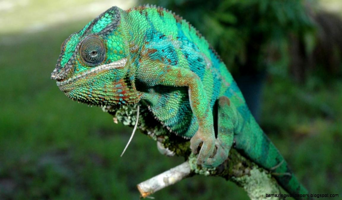 Live Jungle Animals Amazing Wallpapers live-jungle-animals-amazing-wallpapers