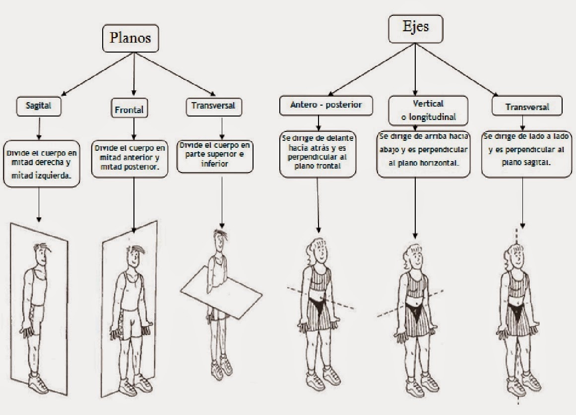 Medicina: PLANOS Y EJES ANATOMICOS Medicina: PLANOS Y EJES ANATOMICOS