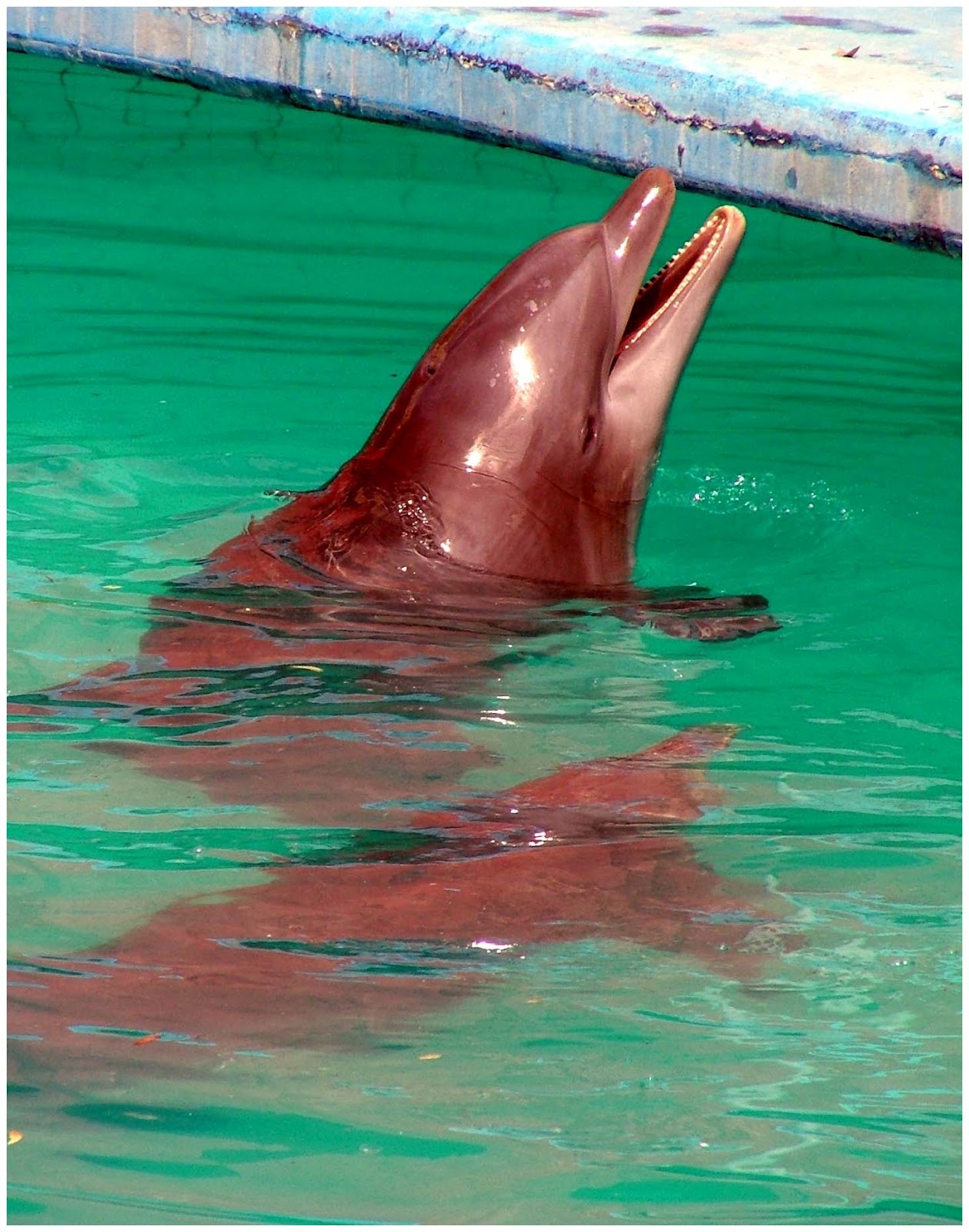 Informacion de el delfin - Imagui