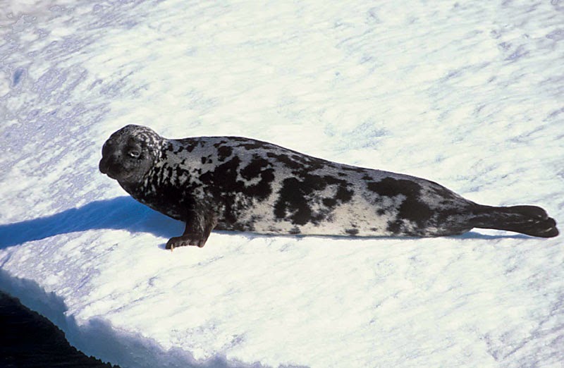 Foca de casco (Cystophora cristata)