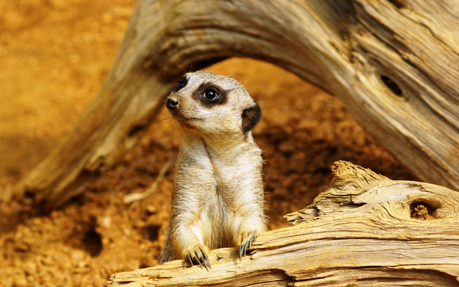 Meerkats Wallpapers Fun Animals Wiki Videos Pictures Stories meerkats-wallpapers-fun-animals-wiki-videos-pictures-stories