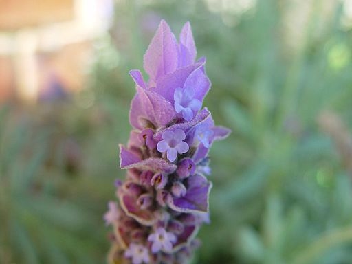 The Herb Gardener Understand The Different Types Of Lavender the-herb-gardener-understand-the-different-types-of-lavender