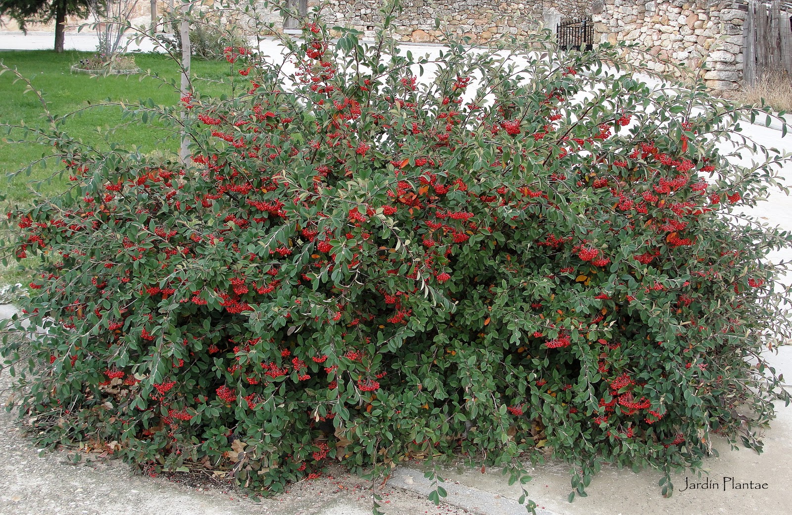 Jardinería Plantae: Cotoneaster lacteus