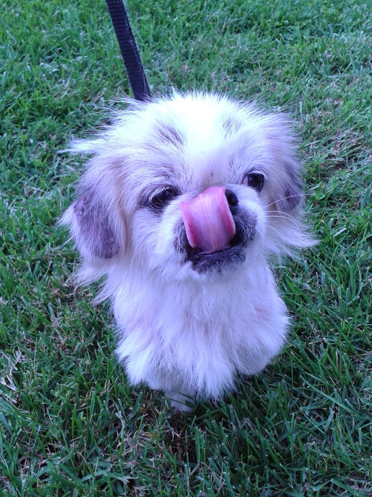Must Love Pekes: PEKE IN NEED