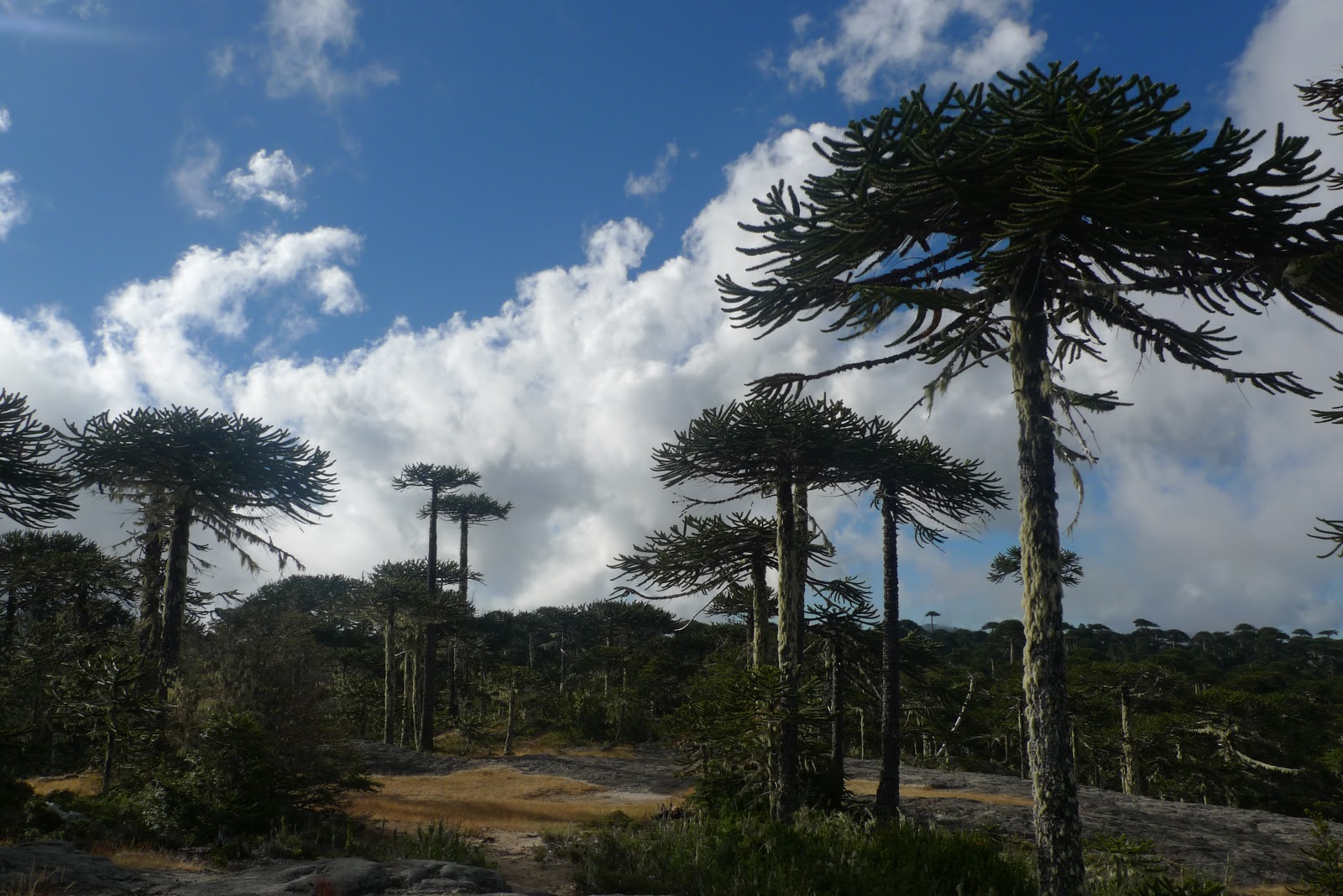 Temperate Climate Permaculture Permaculture Plants Monkey Puzzle Tree temperate-climate-permaculture-permaculture-plants-monkey-puzzle-tree