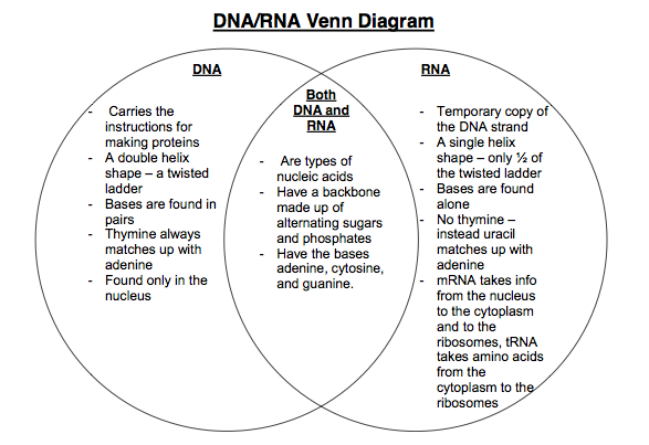 LHSBiology Notes: DNA/RNA VENN