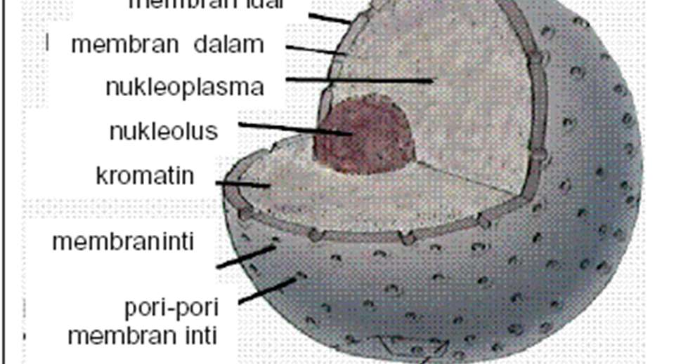 Nukleus (Inti Sel) | Kekinian