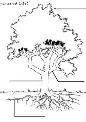 Partes+arbol.JPG 283×400 píxeles | Tree coloring page, Coloring pages ...