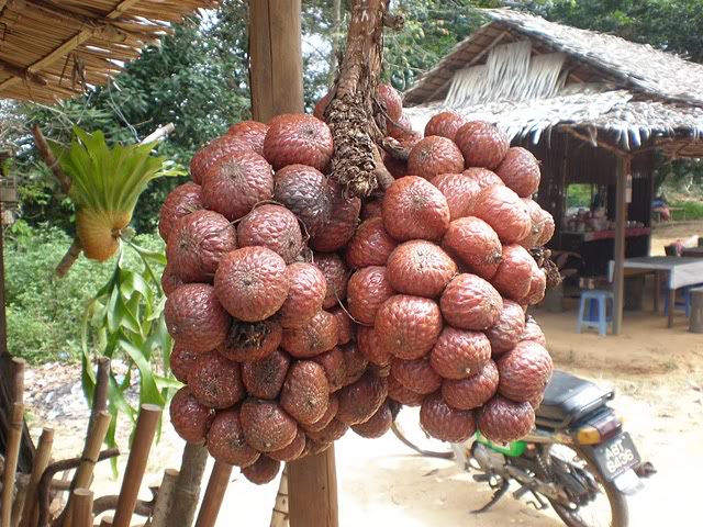 Buah Kelubi - Inspirasi Bisnis Tupperware Indonesia